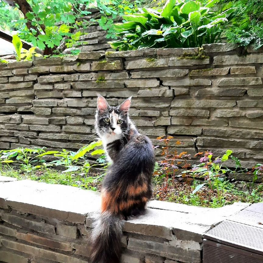 Отдам кошку мейн-кун