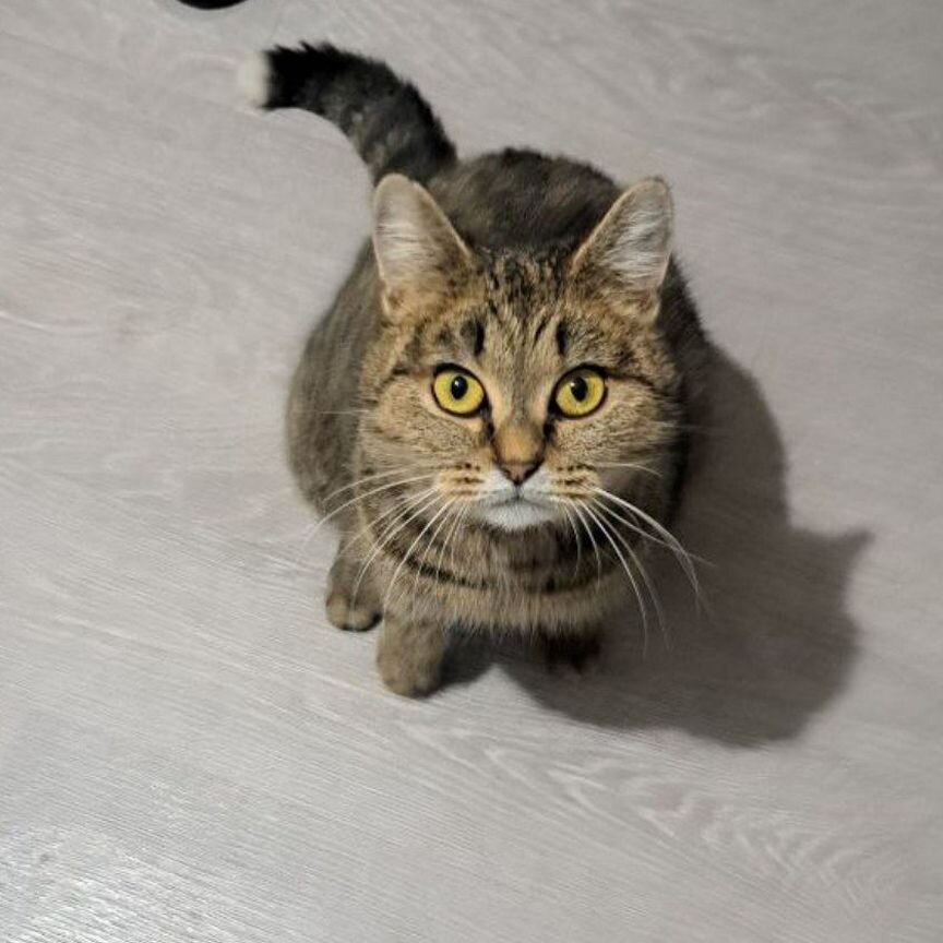 Взрослая, Девочка кошка в добрые руки