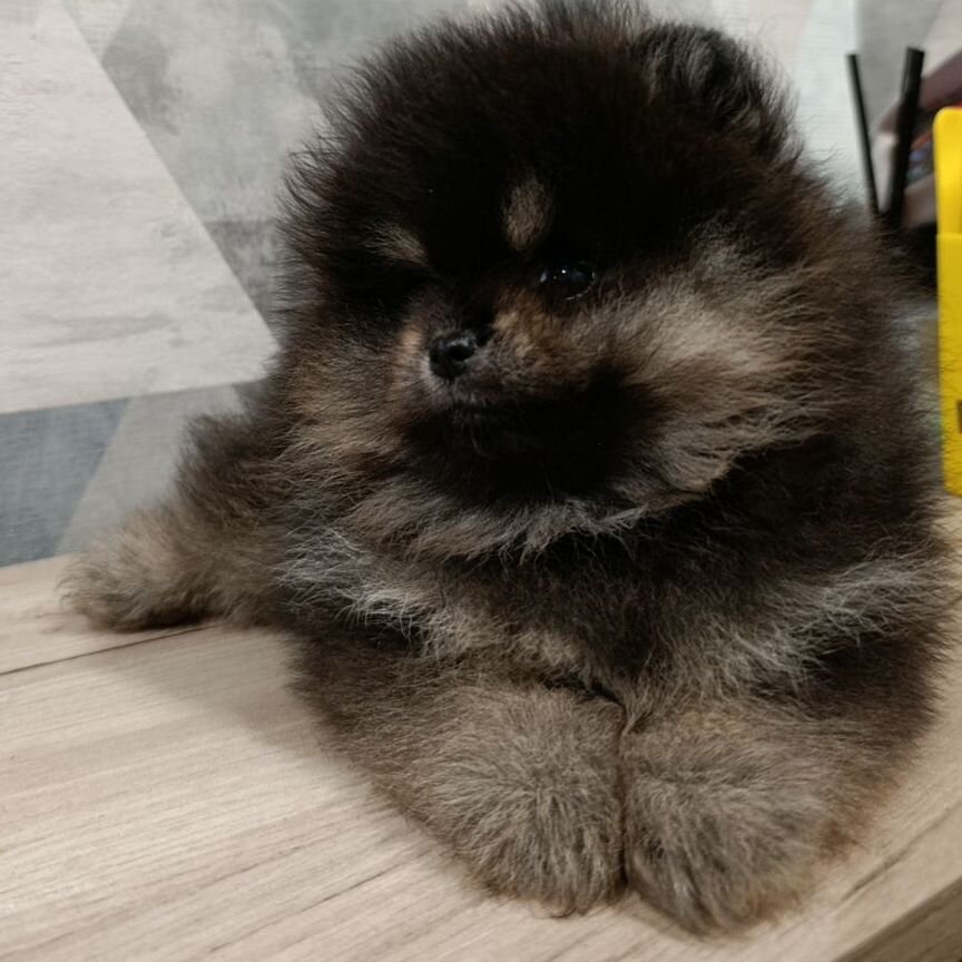 Померанский шпиц, щенок