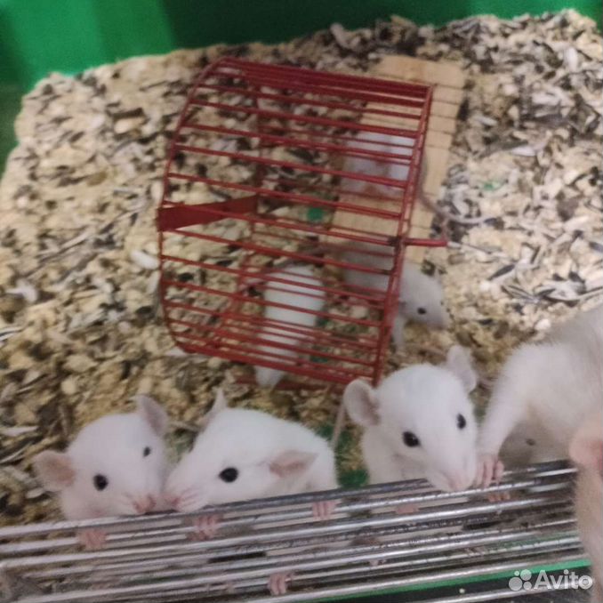 Декоративная крыса