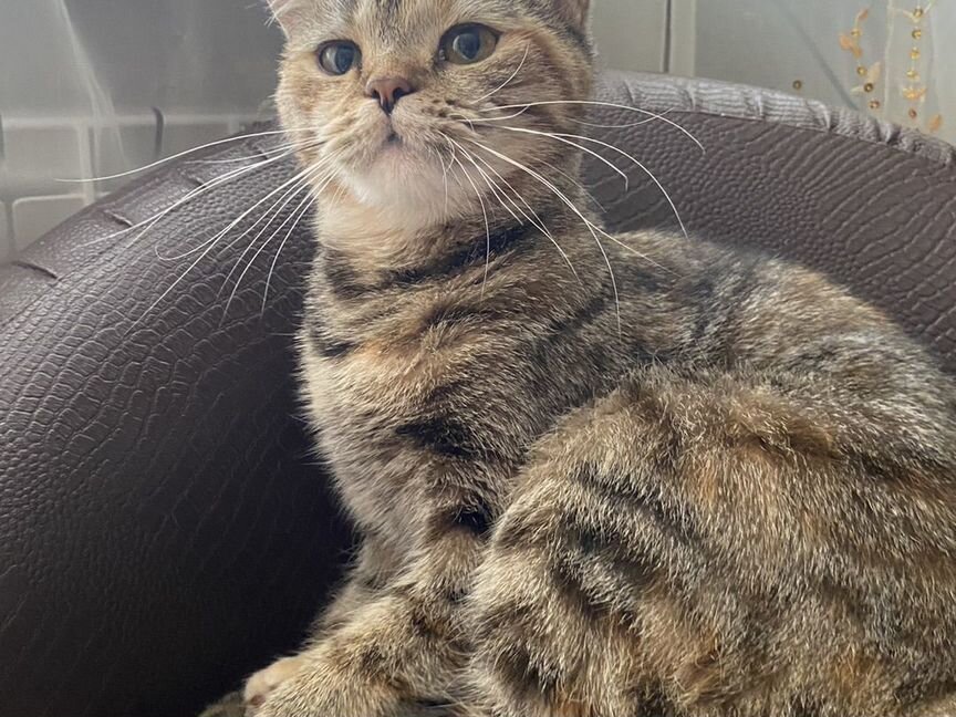 Шотланская кошка