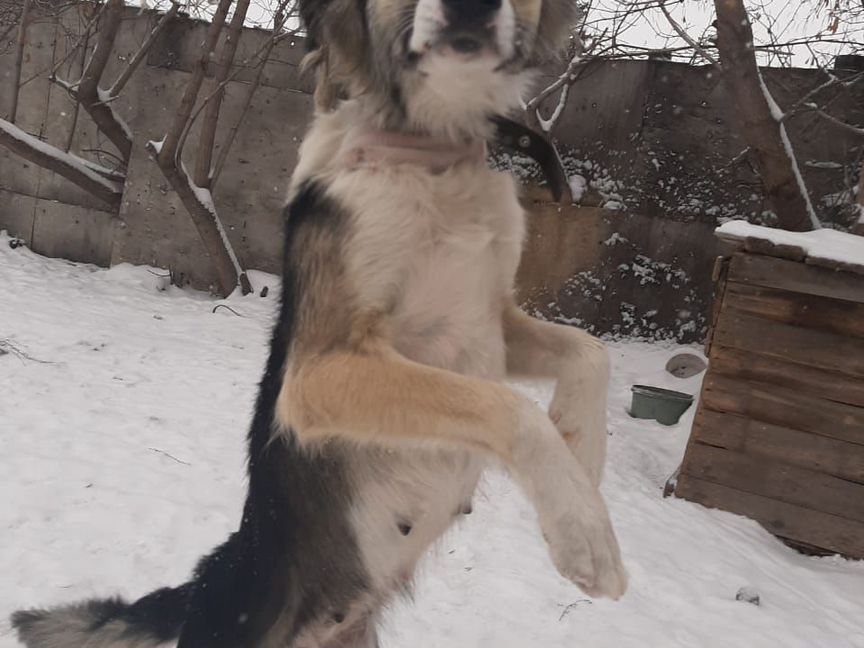 Собачка