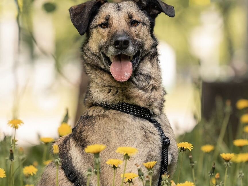 Пес Коди из приюта ищет дом