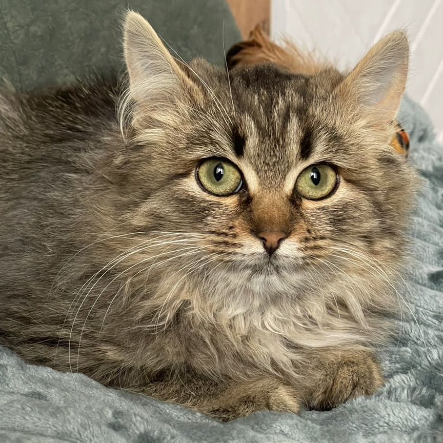 Отдам в добрые руки