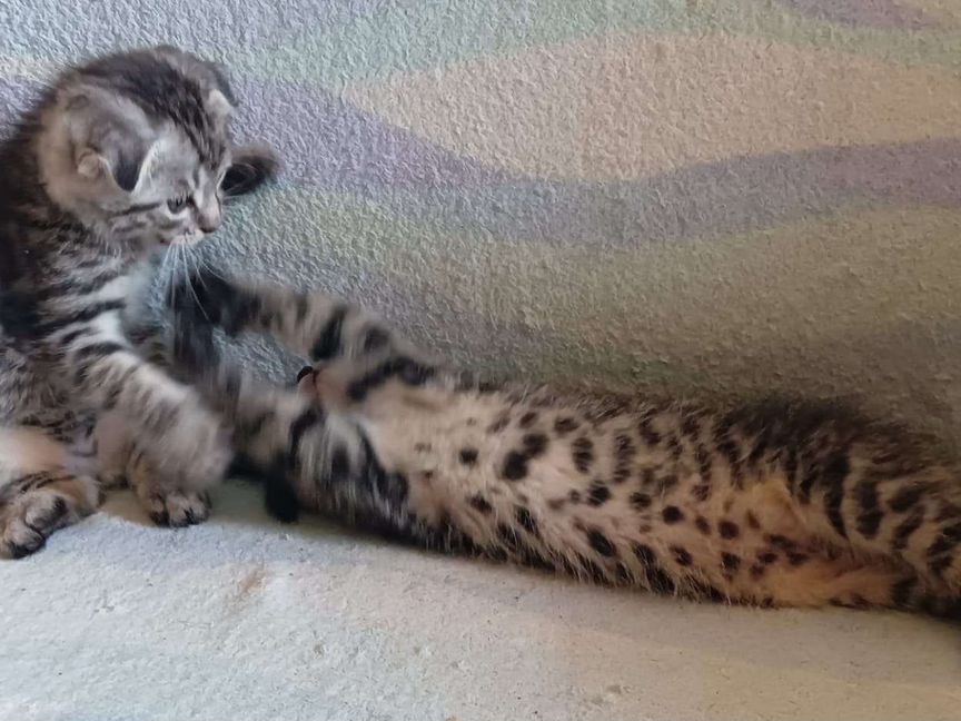 Котята в добрые руки