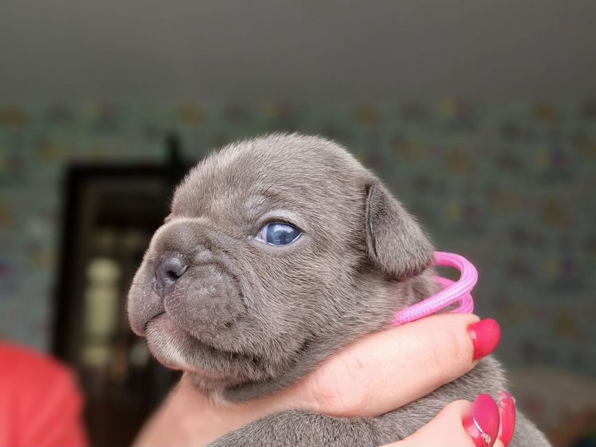 Французские голубые детки