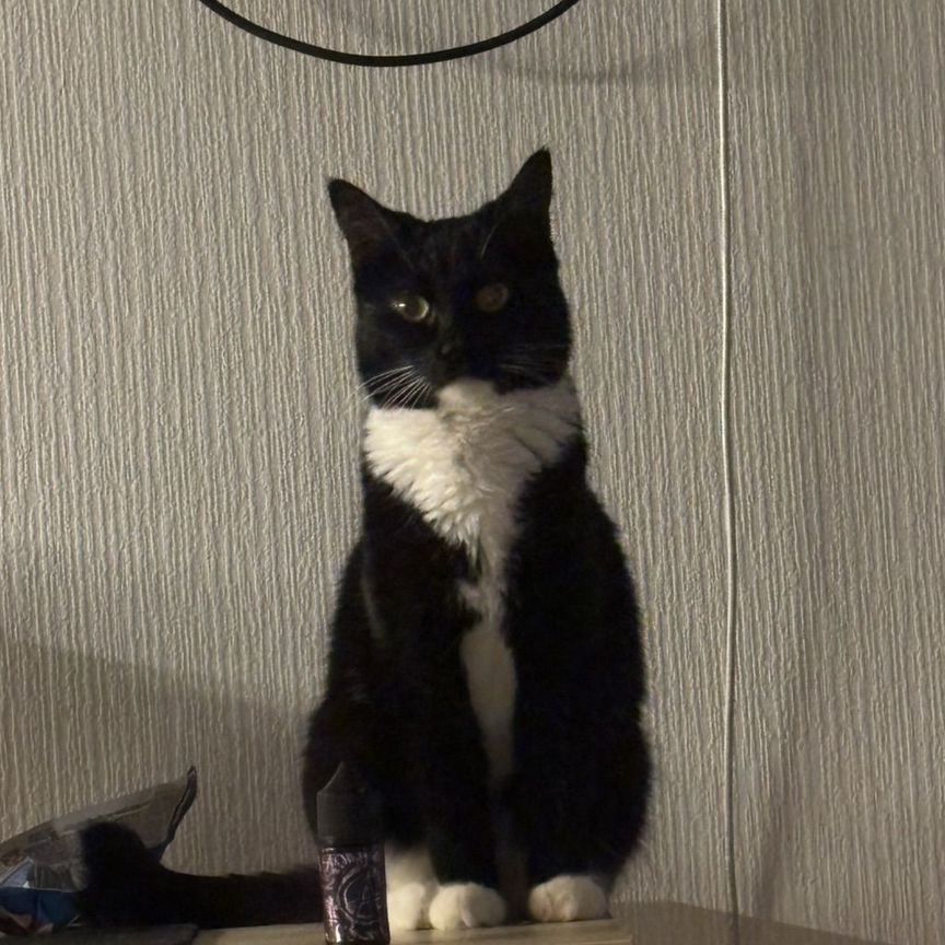 Кошечка
