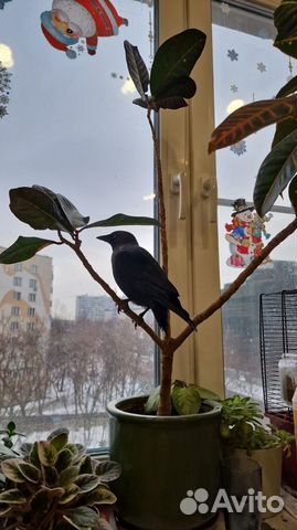 Галка ищет хорошие руки