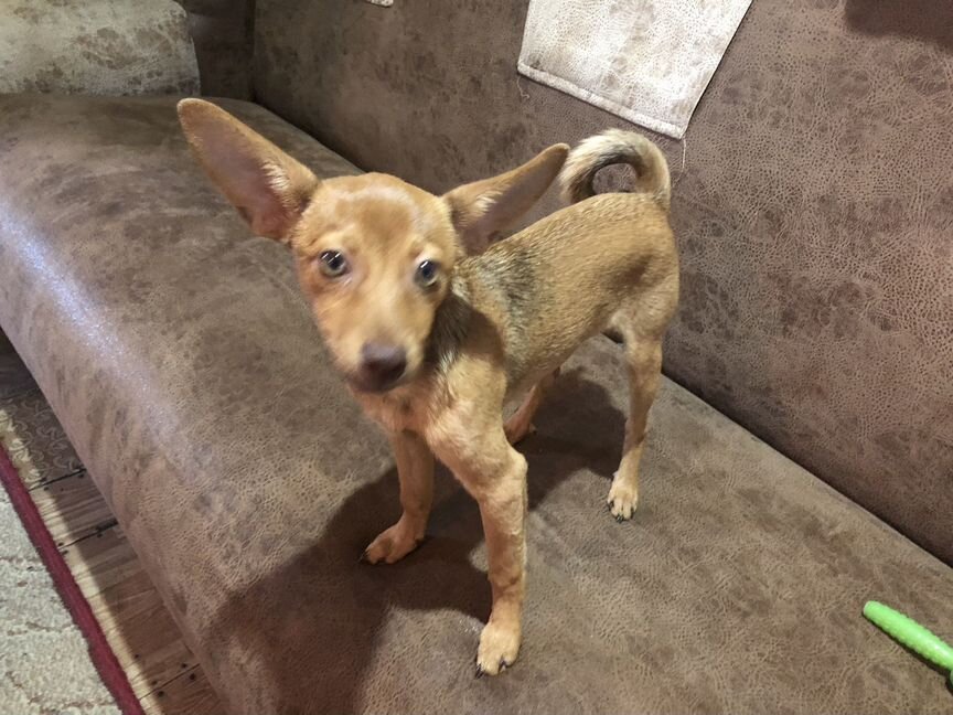 Маленькая собака той-терьер