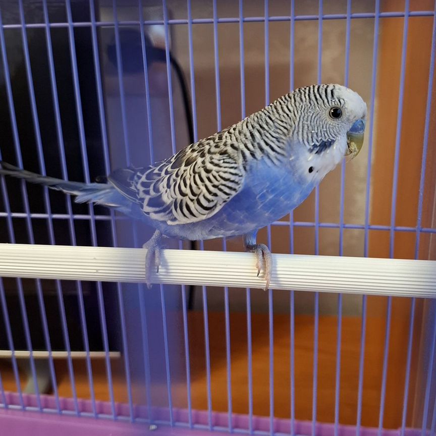 Волнистый попугай самец молодой