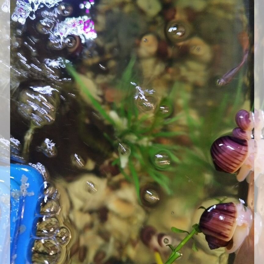 Улитки аквариумные