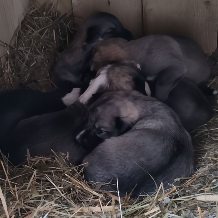 Западносибирская лайка, щенок