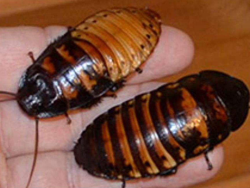 Мадагаскарский таракан