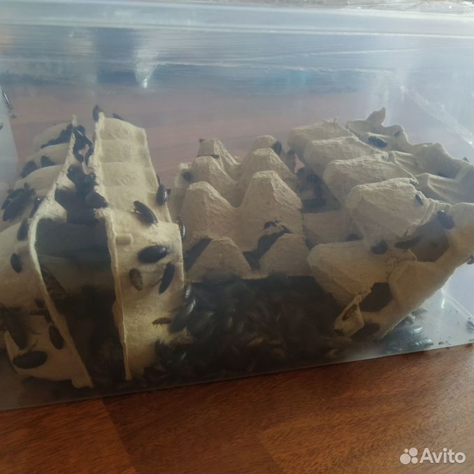 Тараканы кормовые мраморные для кормления стрижей