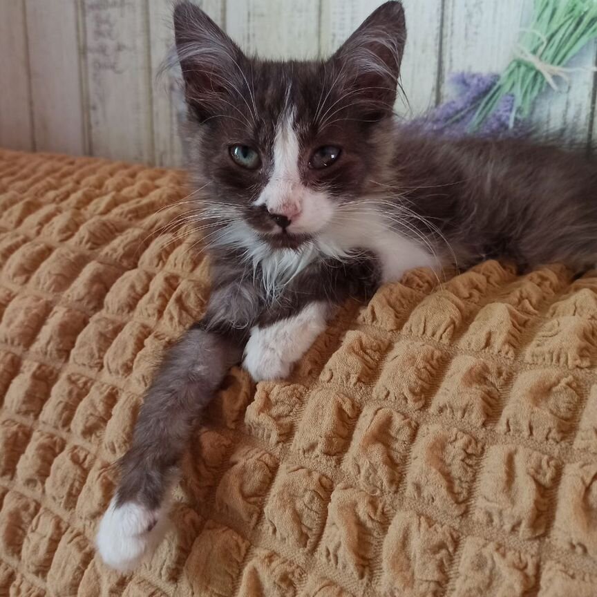 Котята мейкуны метисы