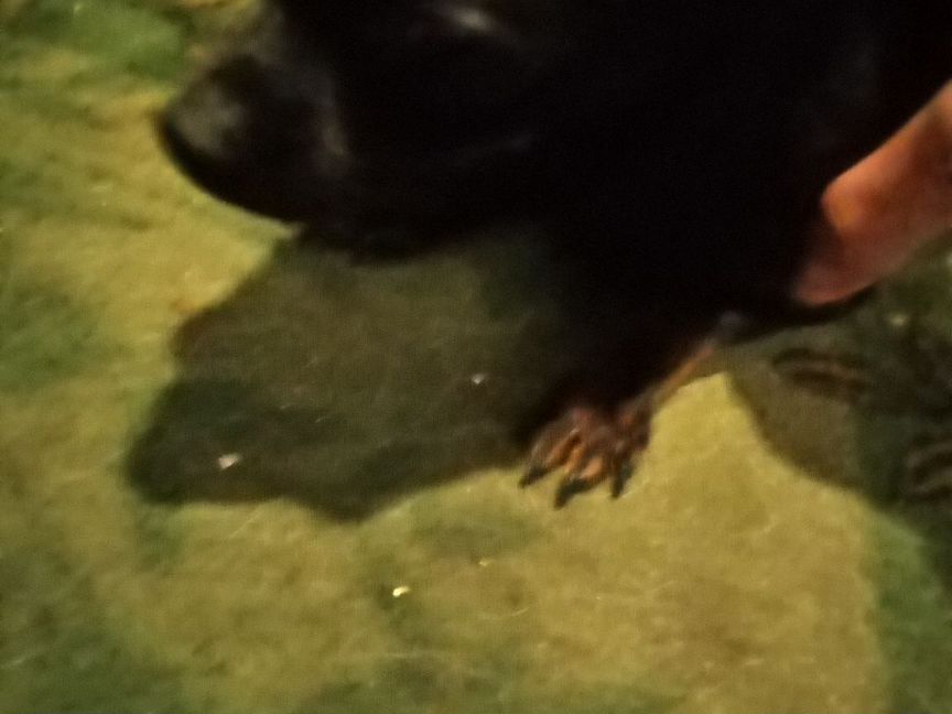 Собака той, клича Белла