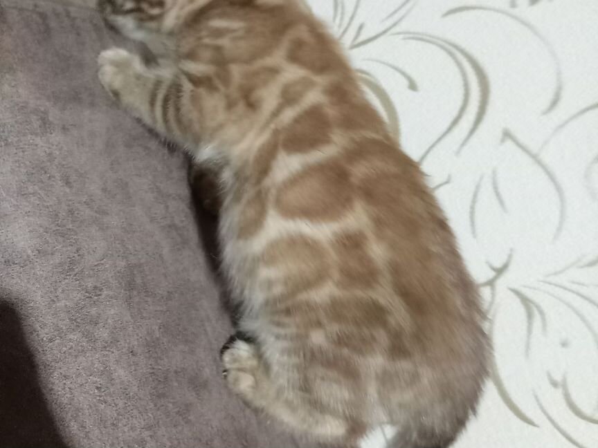 Бенгальские котята