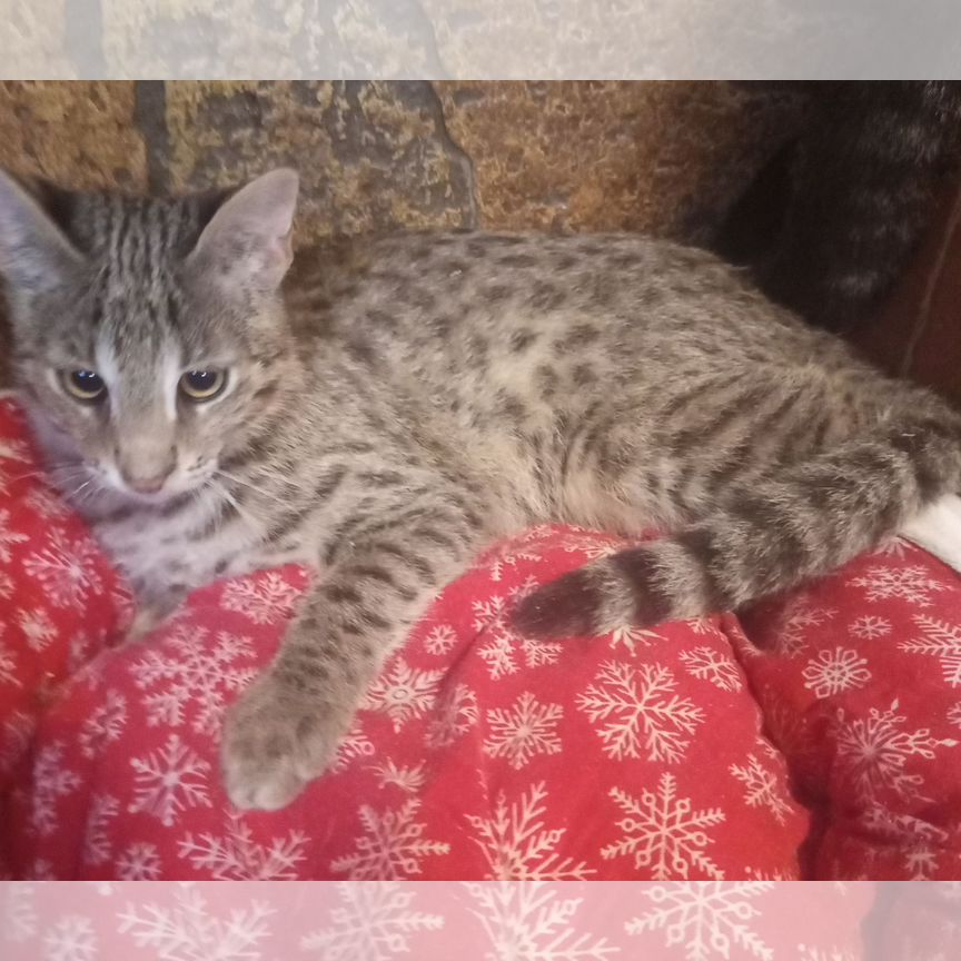 Саванна котёнок