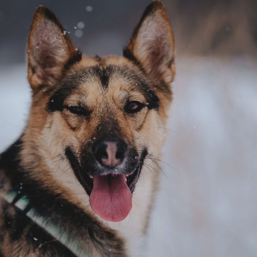 Верная подруга в добрые руки