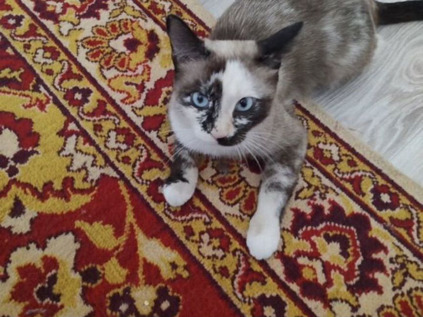 Кошка в дар бесплатно