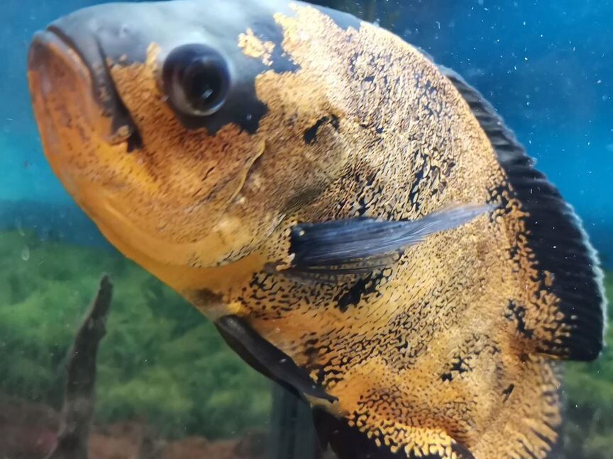 Астронотус бесплатно