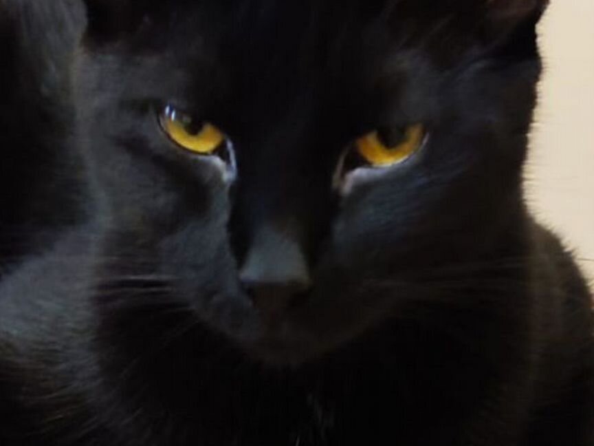 Вязка кошечка