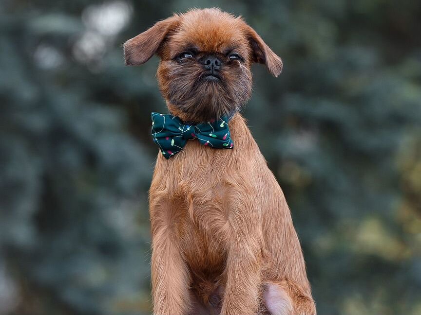 Брюссельский гриффон