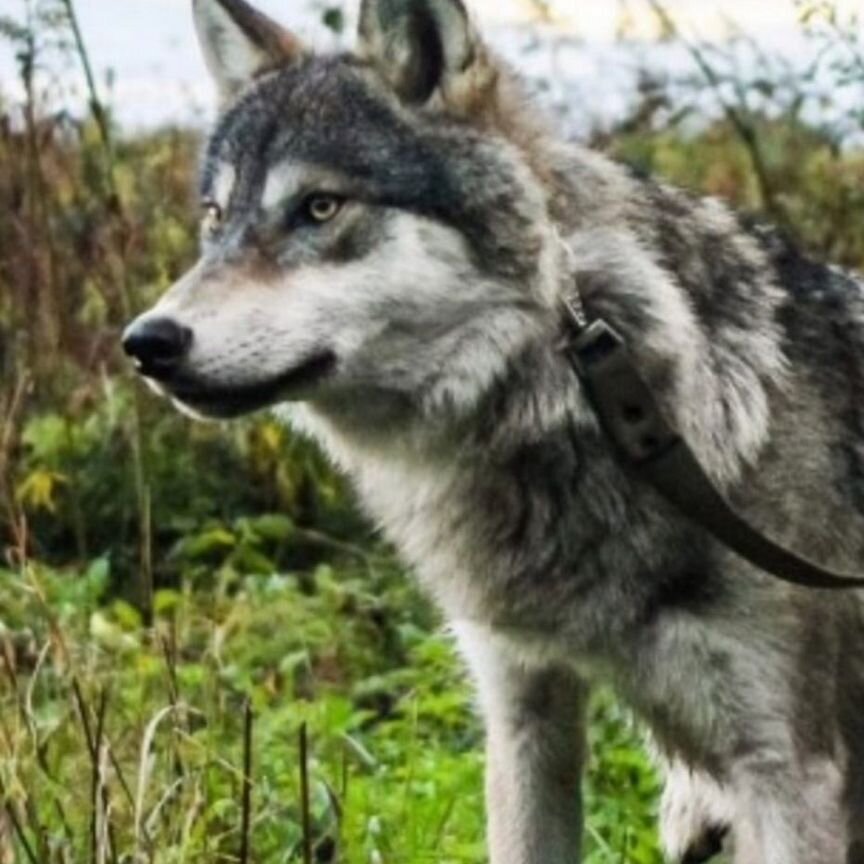 Щенки волкособа