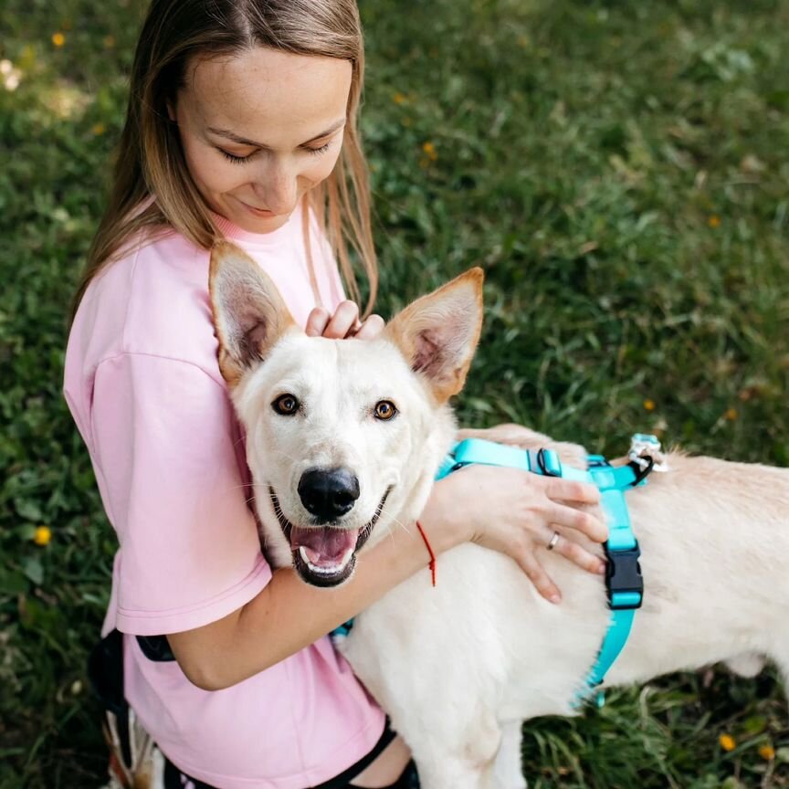 Собака в добрые руки