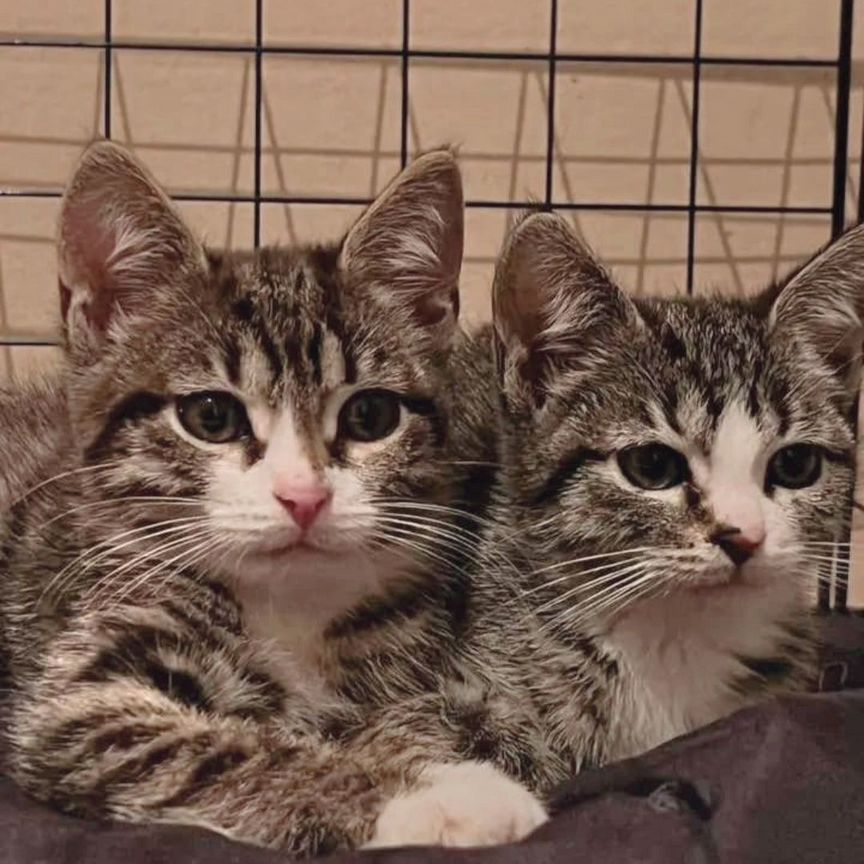 Котята, 2.5мес, дев+мальчик