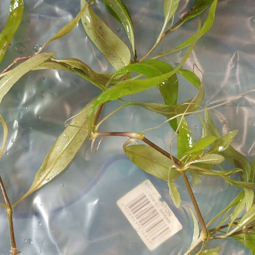 Аквариумные растения