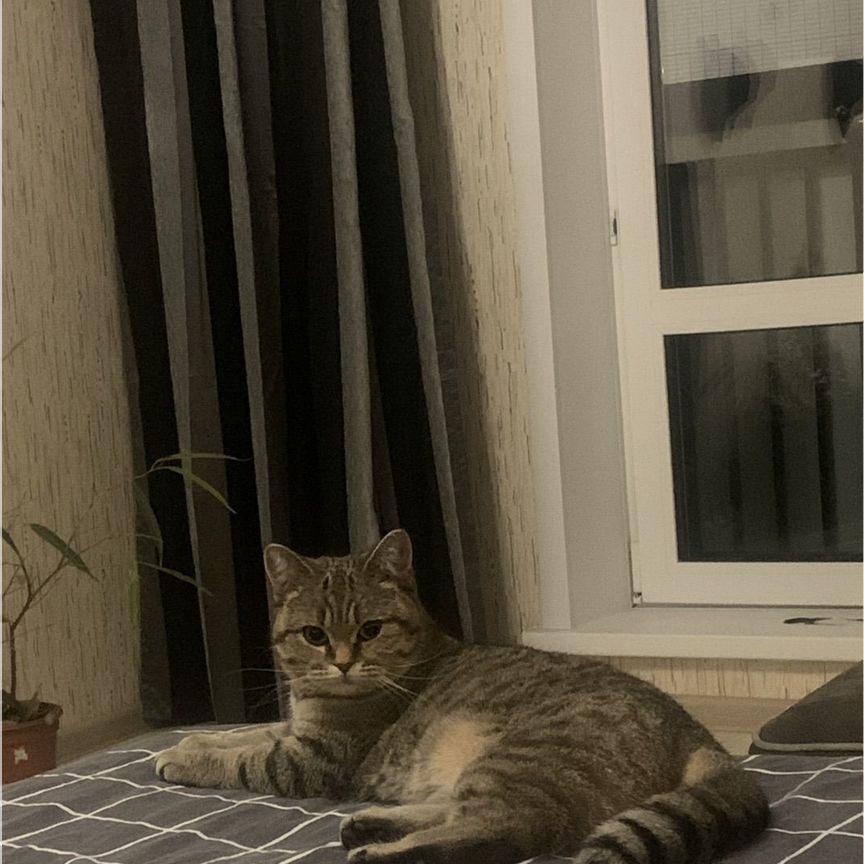 Британская короткошёрстная, взрослая кошка