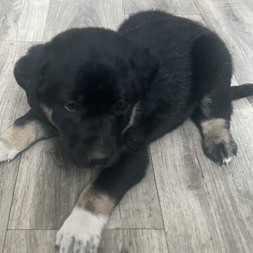 Щенок в добрые руки