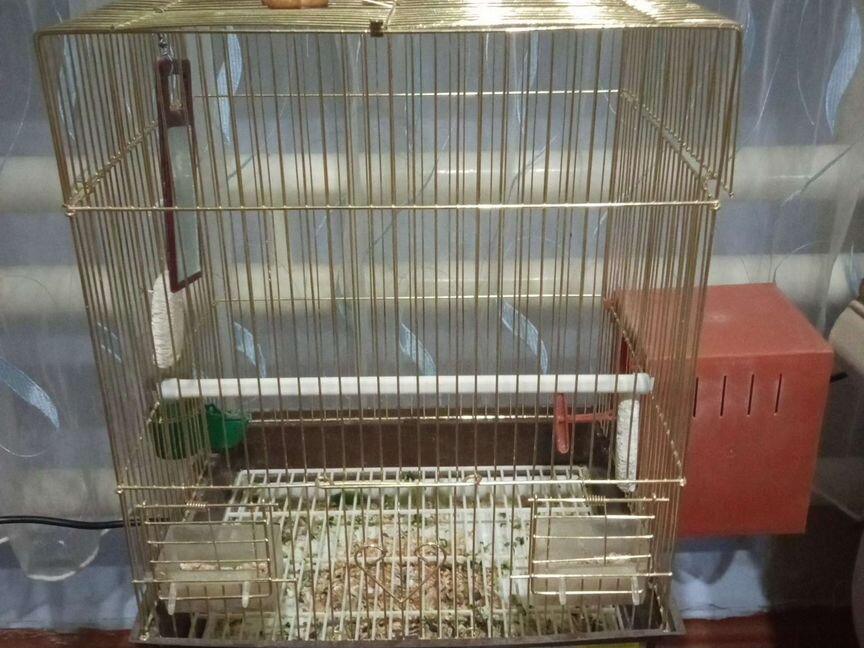 Попугай неразлучники с клеткой