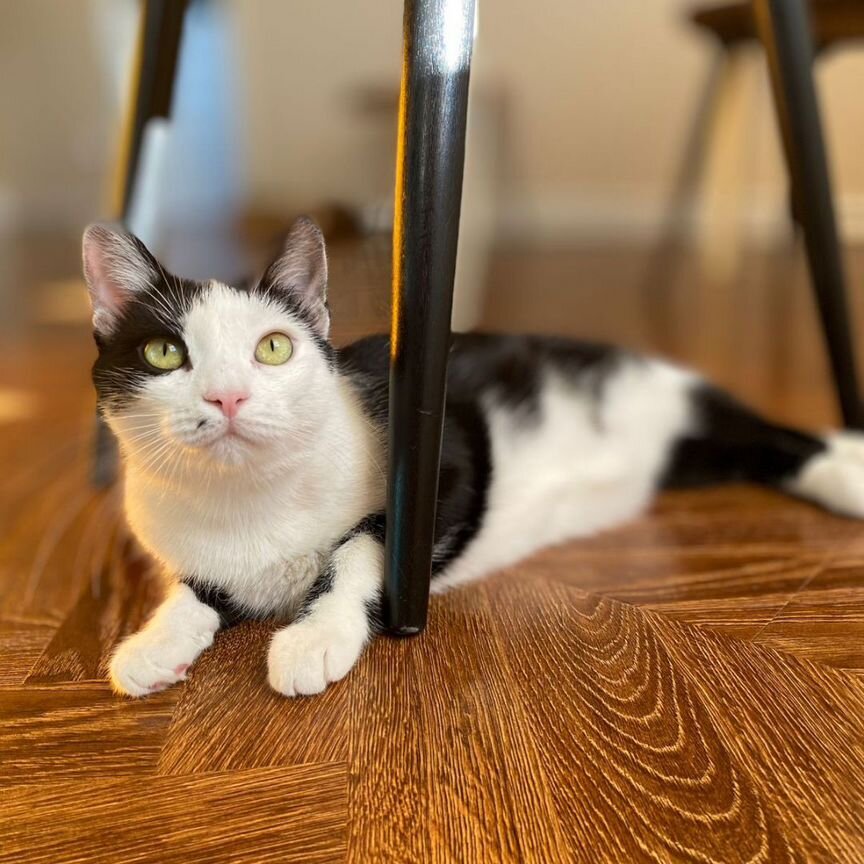 Амели стерилизованная девочка