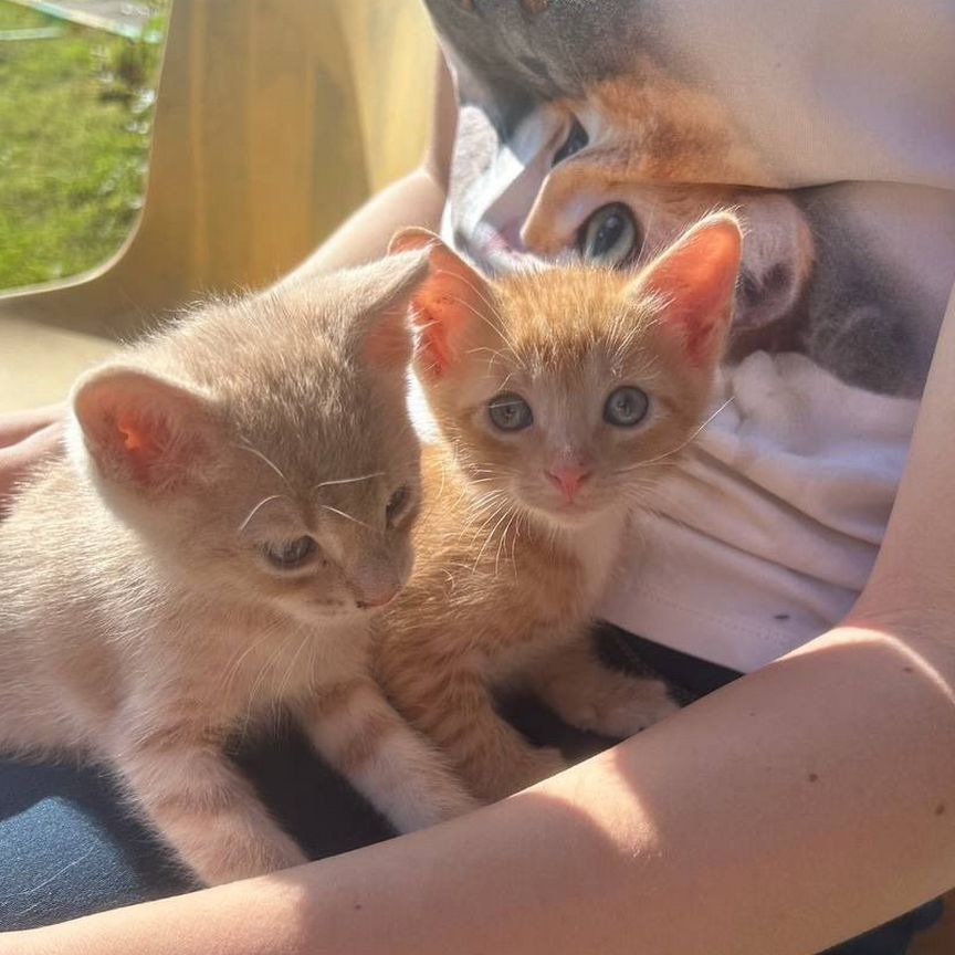 Котята
