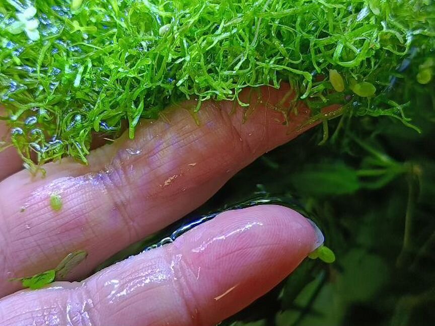 Аквариумные растения