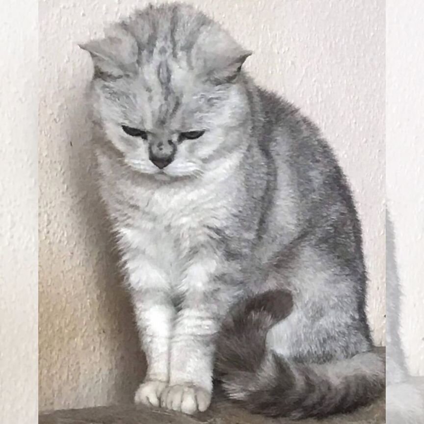 Британский короткошёрстный кот, взрослый