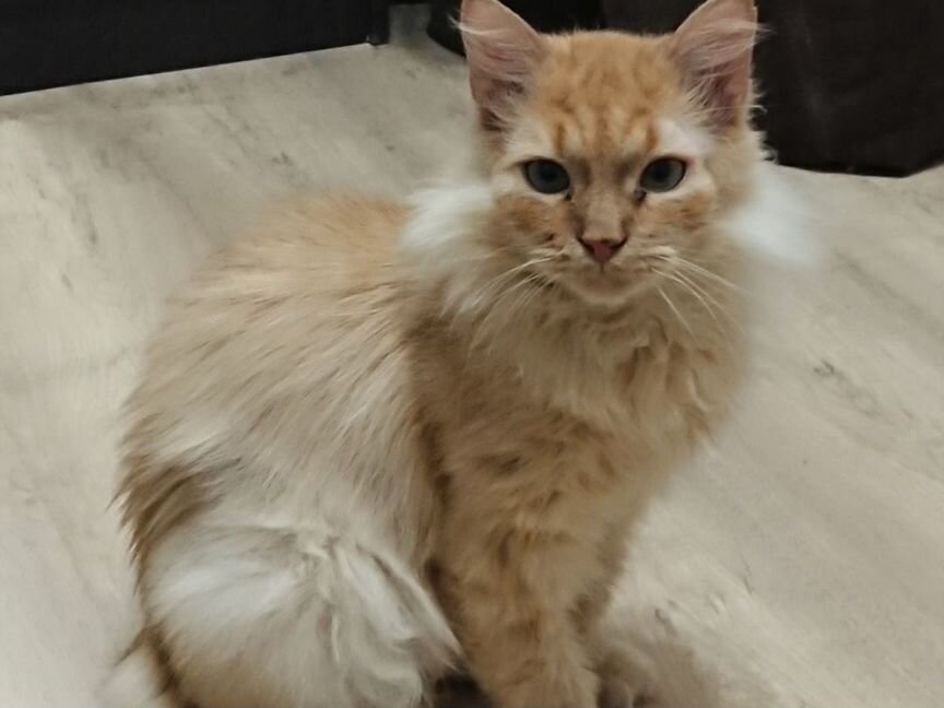 Особенный котик в терпеливые руки