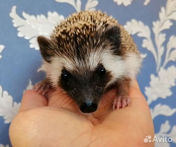 Ежишка Ханни
