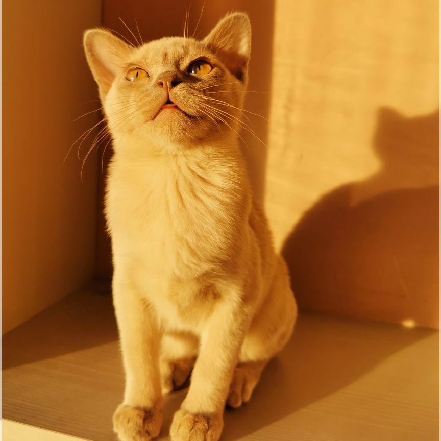 Котёнок от частного владельца