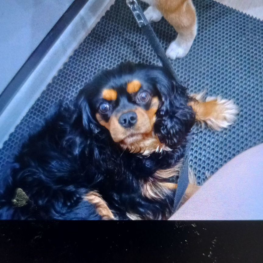 Кавалер кинг-чарльз-спаниель, вязка