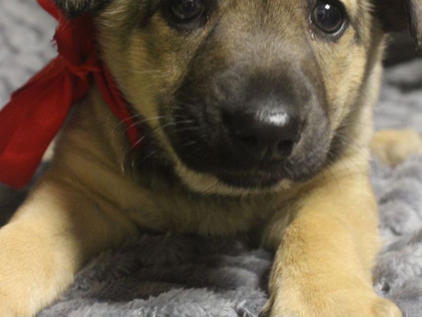 Хорошенькая скромная девочка в добрые руки