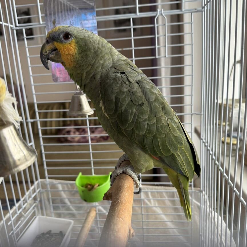 Говорящий попугай большой венесуэльский амазон