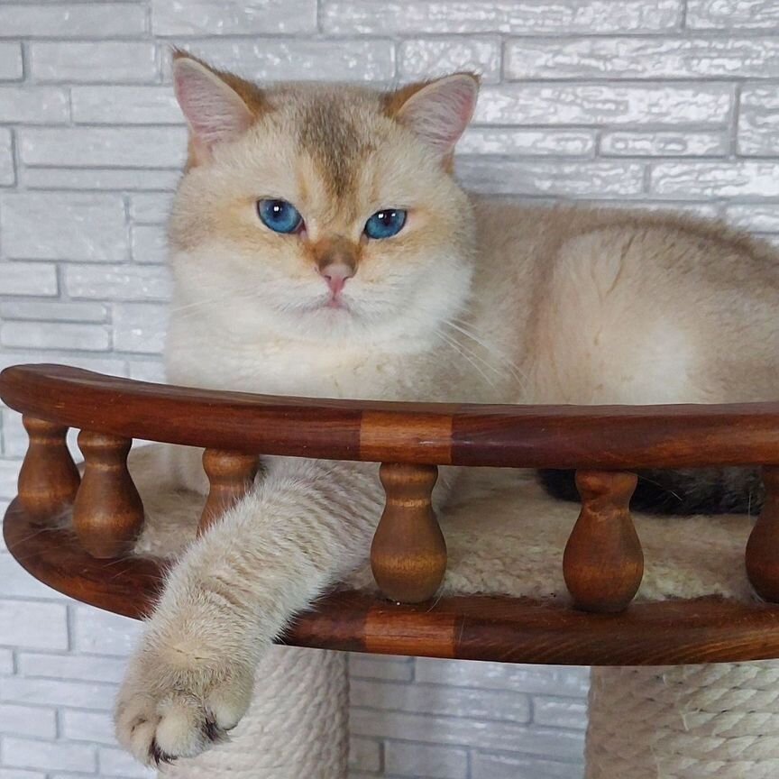 Синеглазый котик