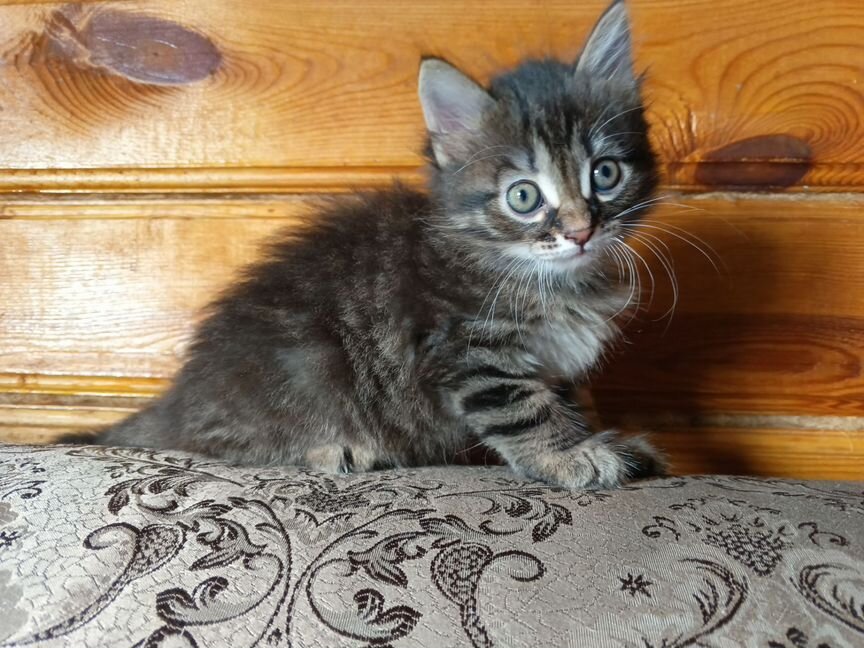 Котёнок на радость в дом