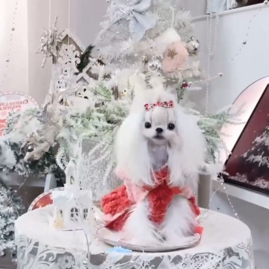 Мини мальтезе Китай