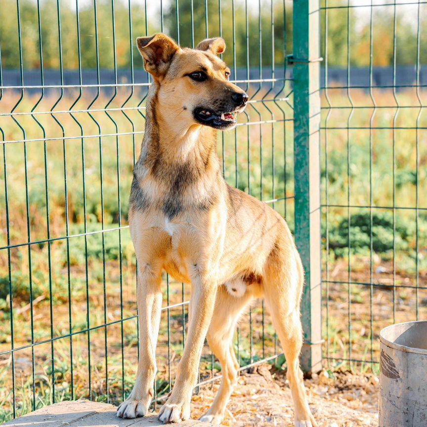 Мальчик Лакки в поисках дома