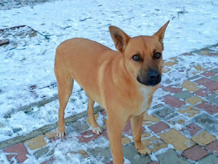 Собака в добрые руки