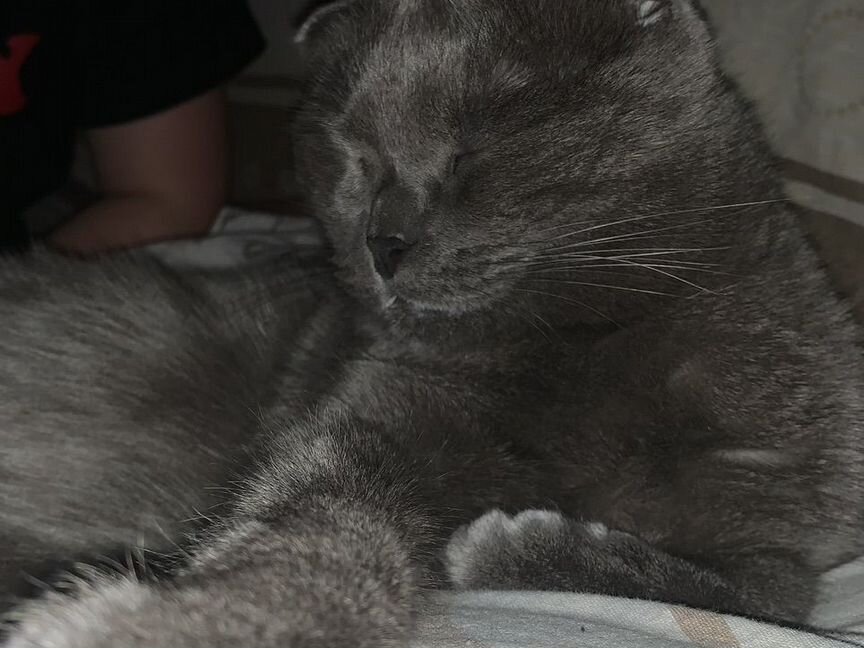 Кот